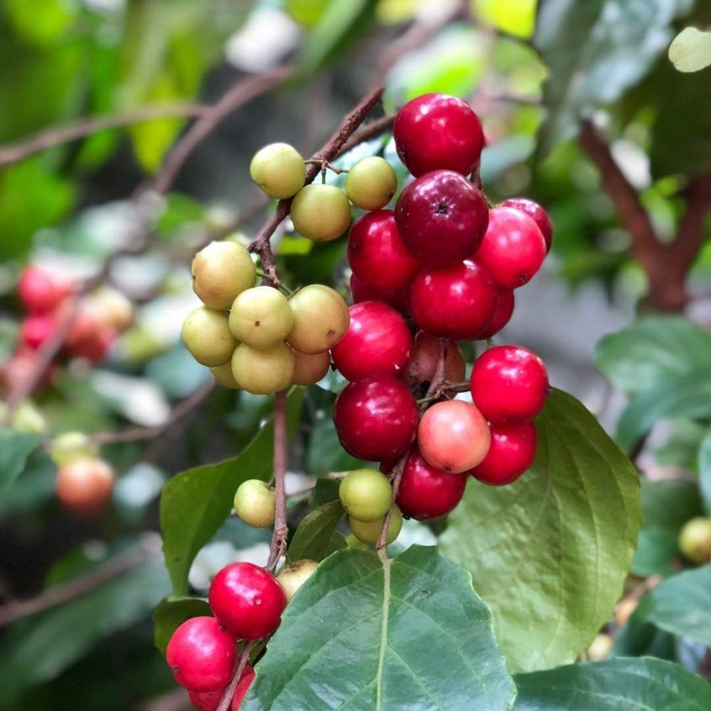 Lubika or Lololikka 250gm - My Online Vipani